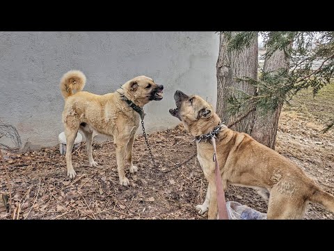 İKİ LİDER KÖPEK KARŞI KARŞIYA GELDİ ~KEŞ VS ÇAPO