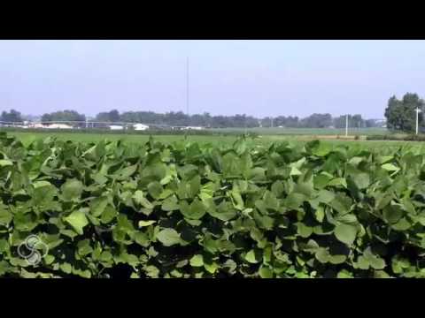 Kip Cullers Uses Stoller's Bio-Forge® to Enhance Yields - YouTube