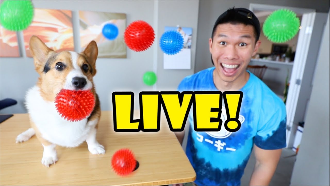 Special Corgi September Live Stream Event! - YouTube