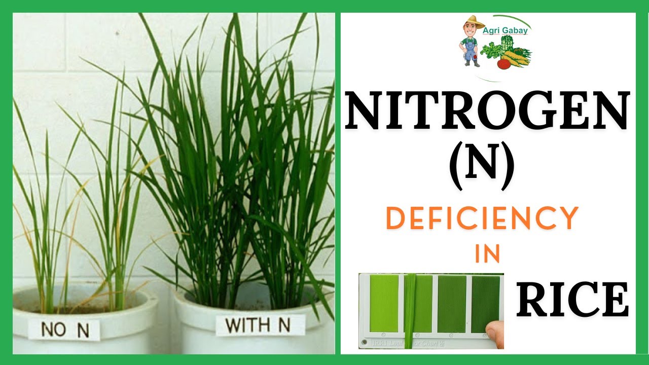 Nitrogen Deficiency in Rice (Paano malalaman kung may Nitrogen ...