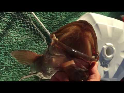 Yumurtalık Balık Avı