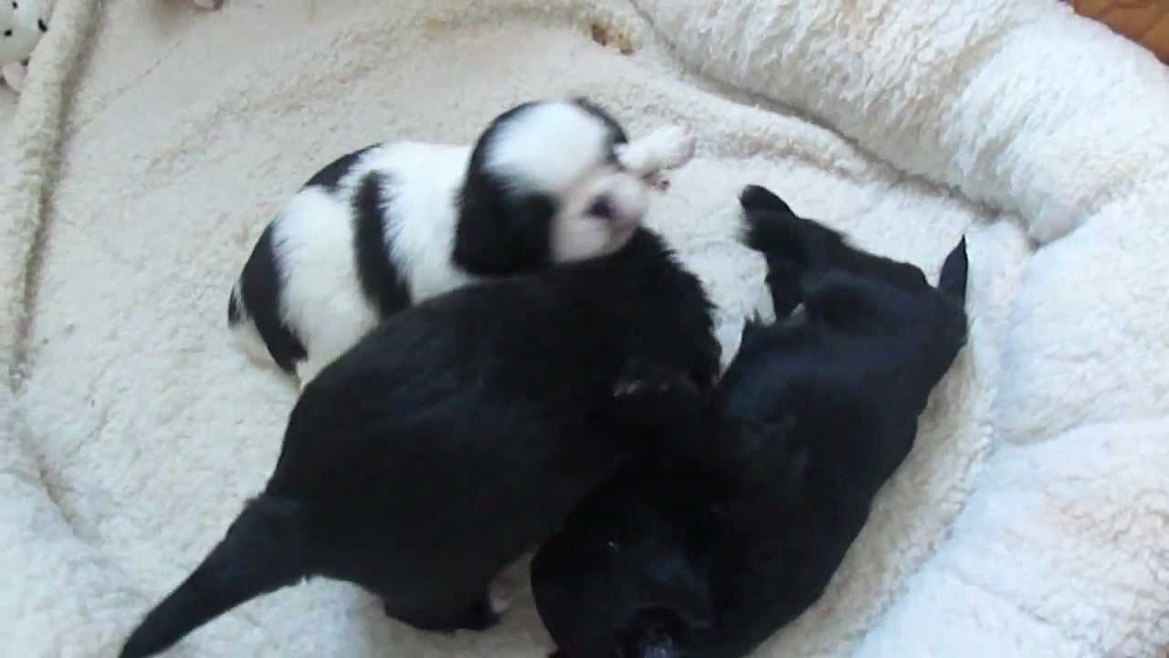 Japanese Chin Puppy makes funny tribble sounds noises - YouTube