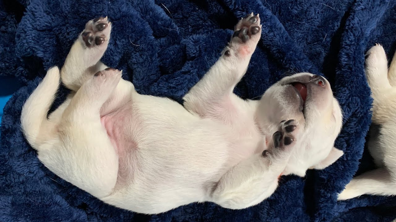 Lab Puppies LIVE STREAM ! Puppy Cam 9 Jun pt 3 - YouTube