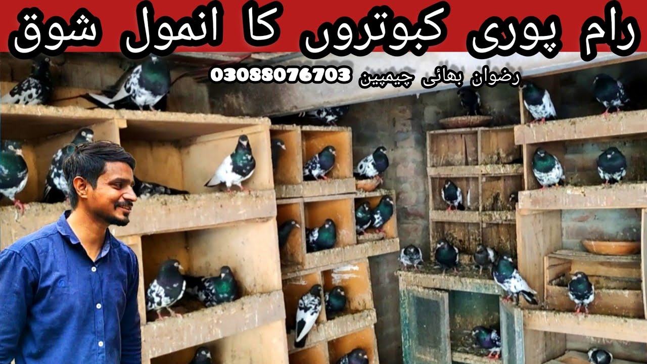 Rampuri kabooter + royal teddy kabooter ka anmol setup ka shoq ...