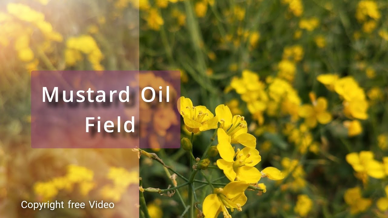 Mustard Oil Field | Copyright Free Video Footage | Relaxing Music ...