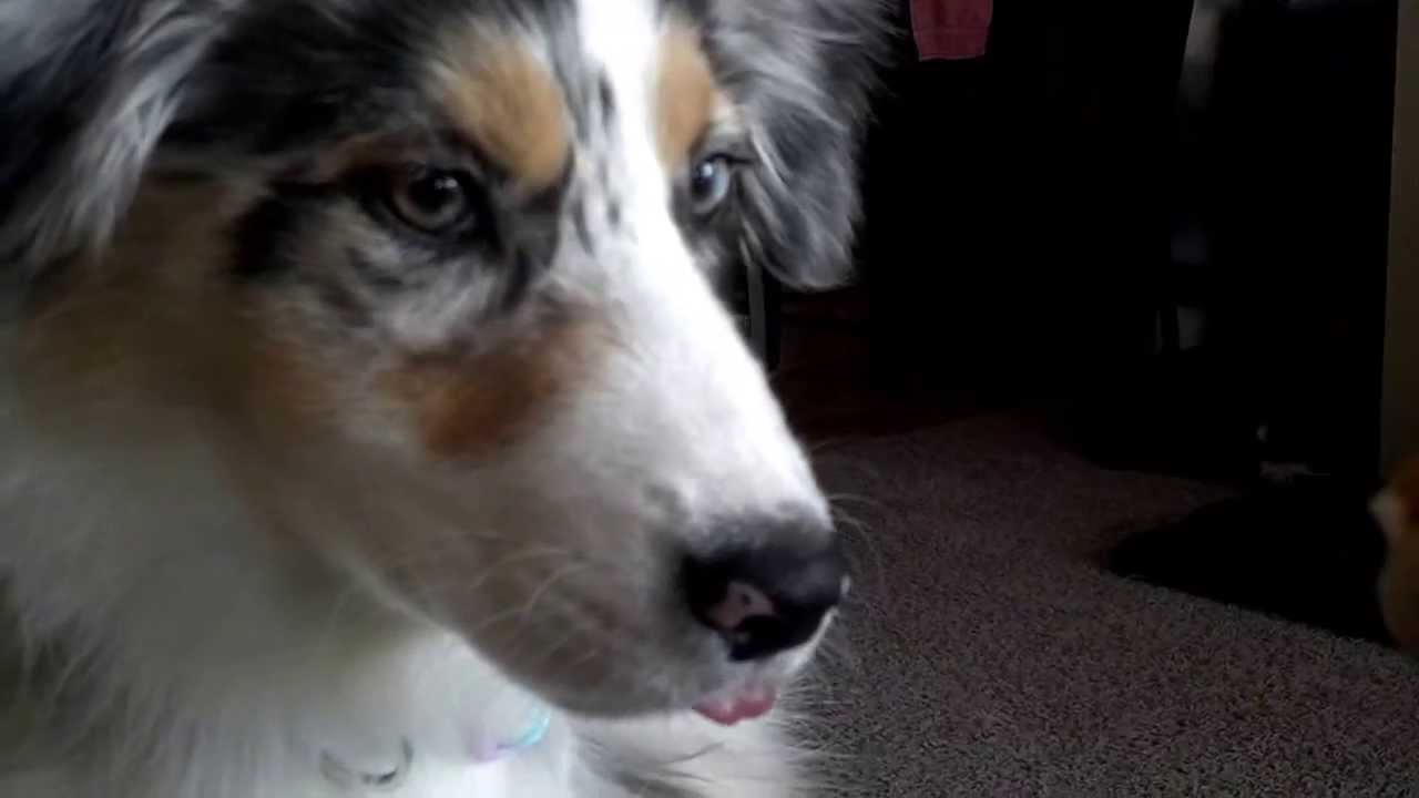 Funny Australian Shepherd - YouTube