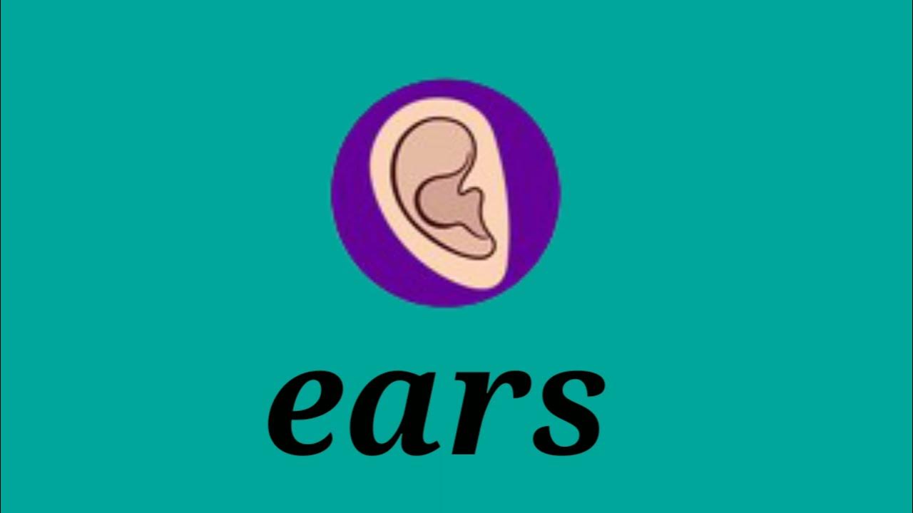 Five Sense Organs Name With Explanation Samarth Bankar YouTube five-sense-organs-name-with-explanation-samarth-bankar-youtube