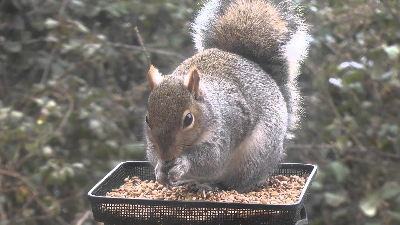 Sammy the squirrel - YouTube