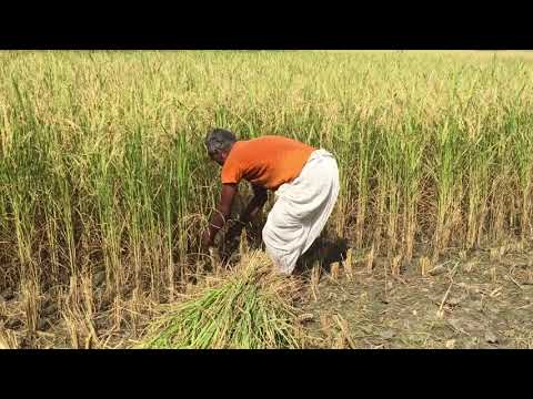 DO-IT – Farmer harvesting organic Basmati rice in India