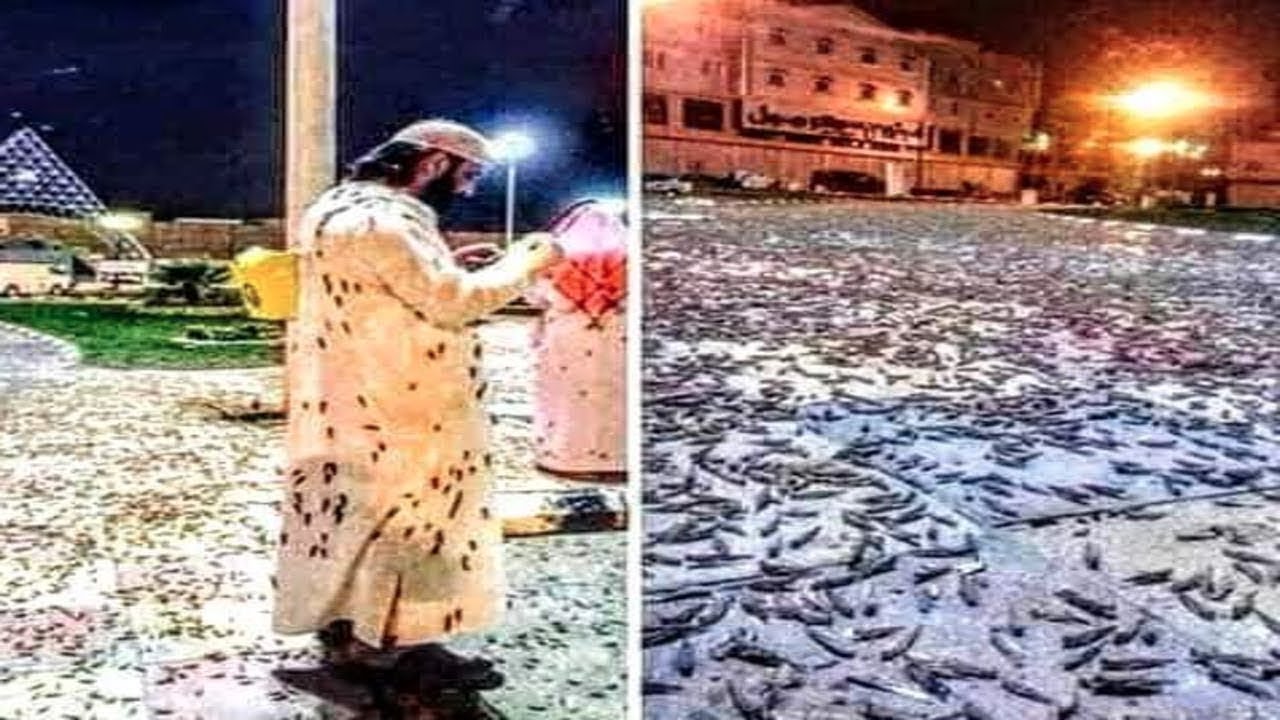 Reality Behind Insects Swarm In Saudi Arabia || Black Grasshoppers ...