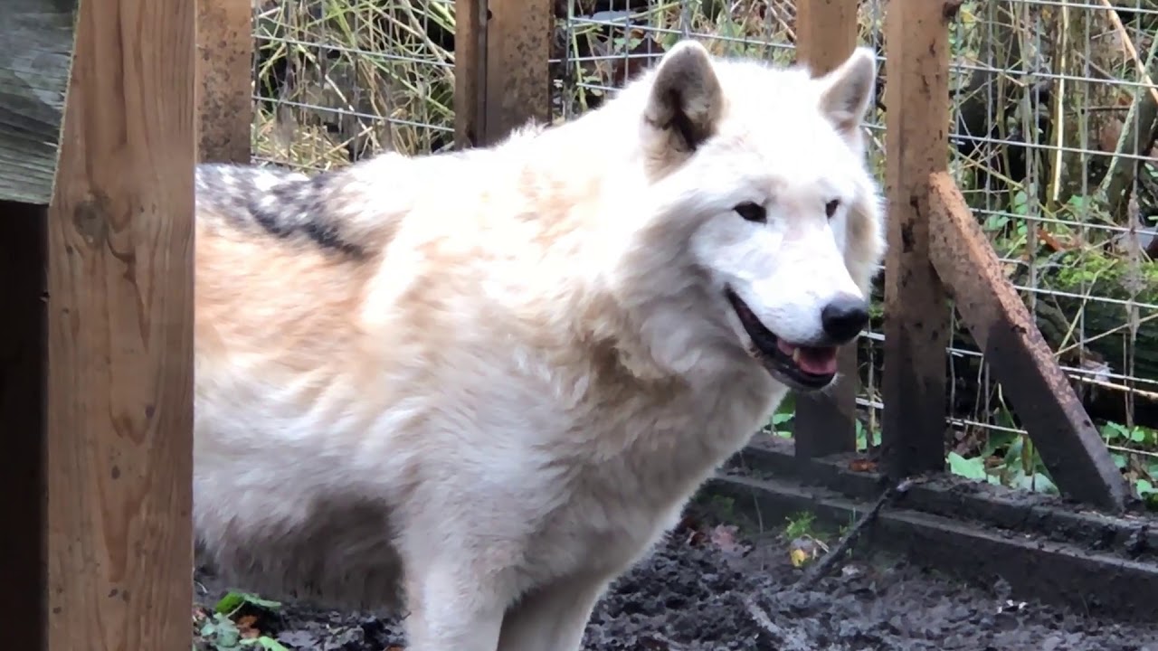 Bear Creek Sanctuary - Nequa Watches - YouTube