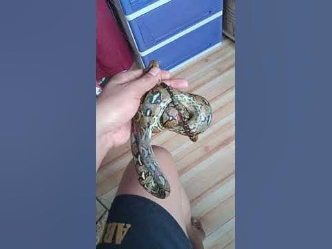 Reticulated Python (Philippines) How to handle 🇵🇭 Vlog#8 - YouTube