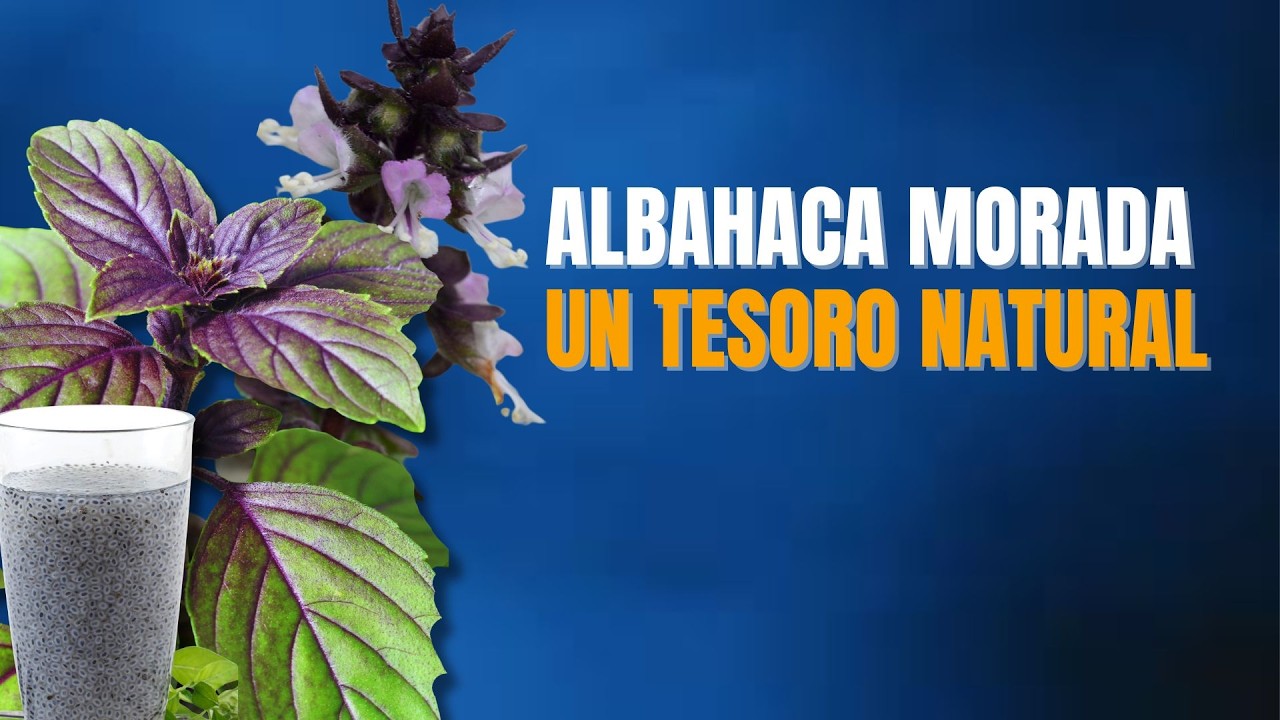 Cultivo y beneficios de la Albahaca morada 🌿 - YouTube