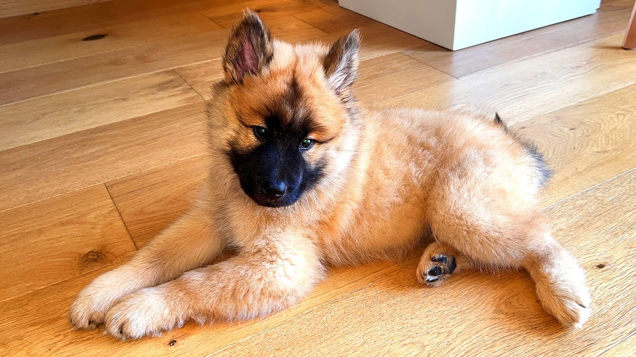 IL NOSTRO PRIMO CANE - CHEDDAR - YouTube