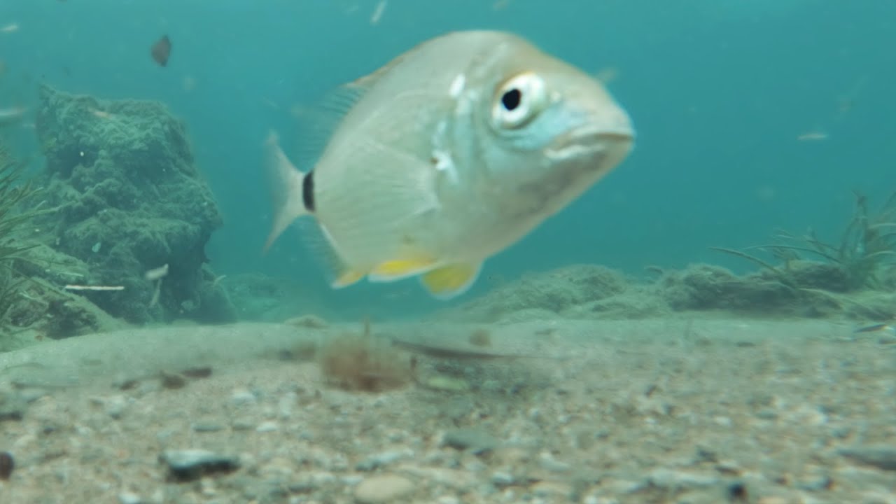 CURIOUS Fish VS Lure ! - YouTube