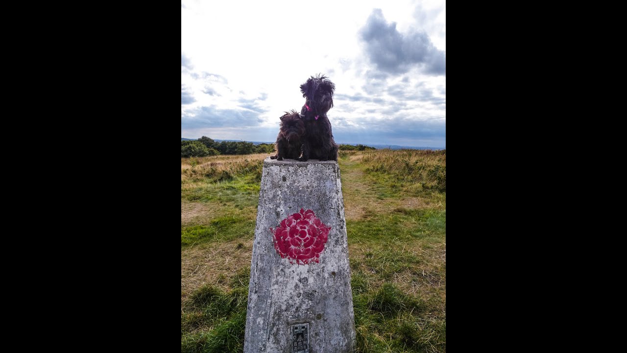 Two Affenpinschers climb up Denham Hill Quarry - YouTube