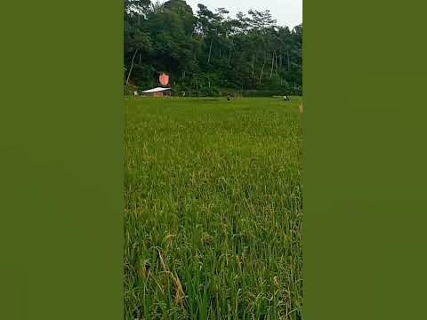 Indahnya sawah menjelang panen - YouTube