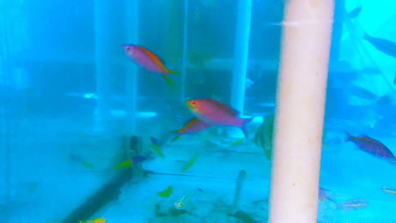 Новая поставка рыбы в аквариальный комплекс Aquatum - YouTube