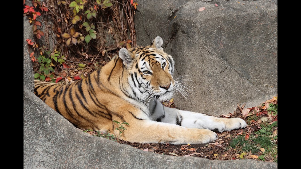 Brookfield Zoo Tiger at play and rest. - YouTube