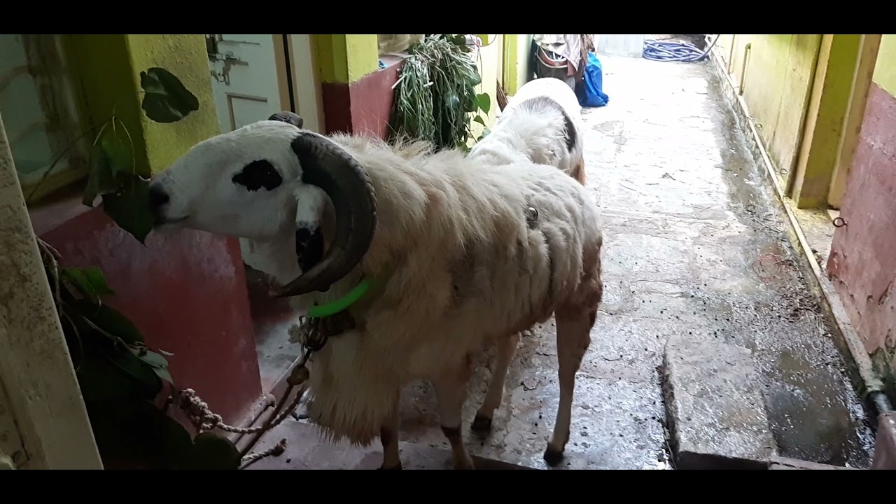 Tagaru sheep Neelsandra - YouTube