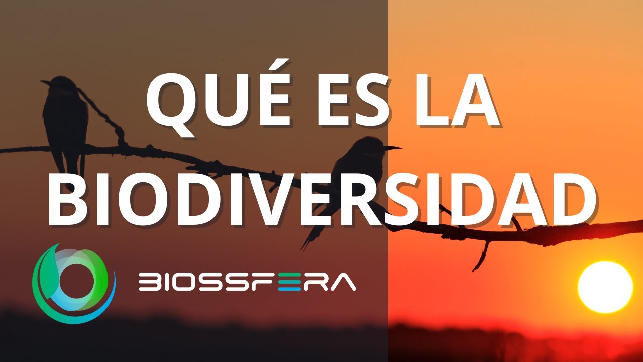 Qué Es La Biodiversidad Y Su Importancia Youtube