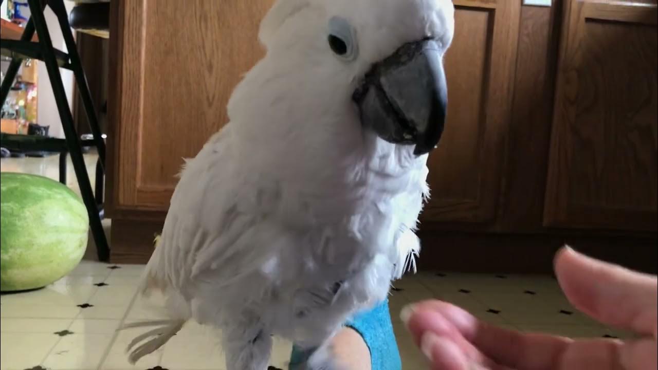 Cockatoo steals mom's last bite of coffee cake, then goes exploring - YouTube