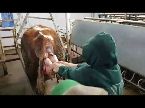 Our Calf Was Born Breech/Backwards - YouTube