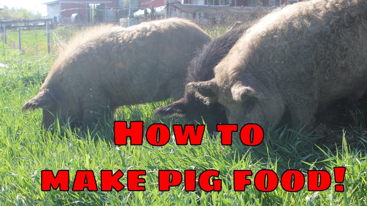 How do you make pig food? How to plant pig food forage on the homestead ...