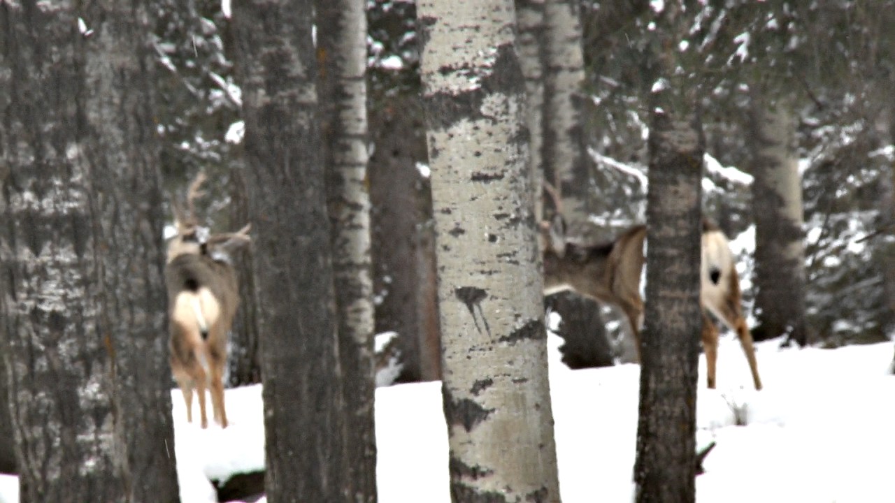 Mule Deer Spring 2017 - YouTube