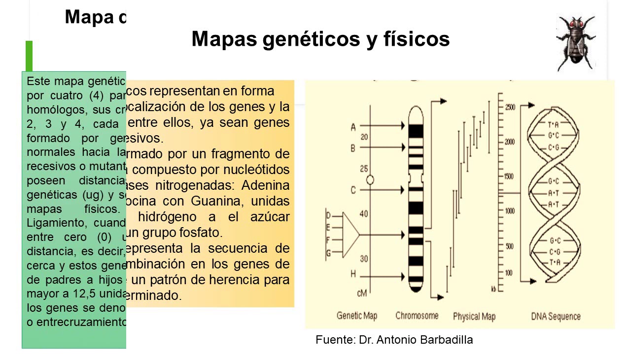 Mapa genético - YouTube