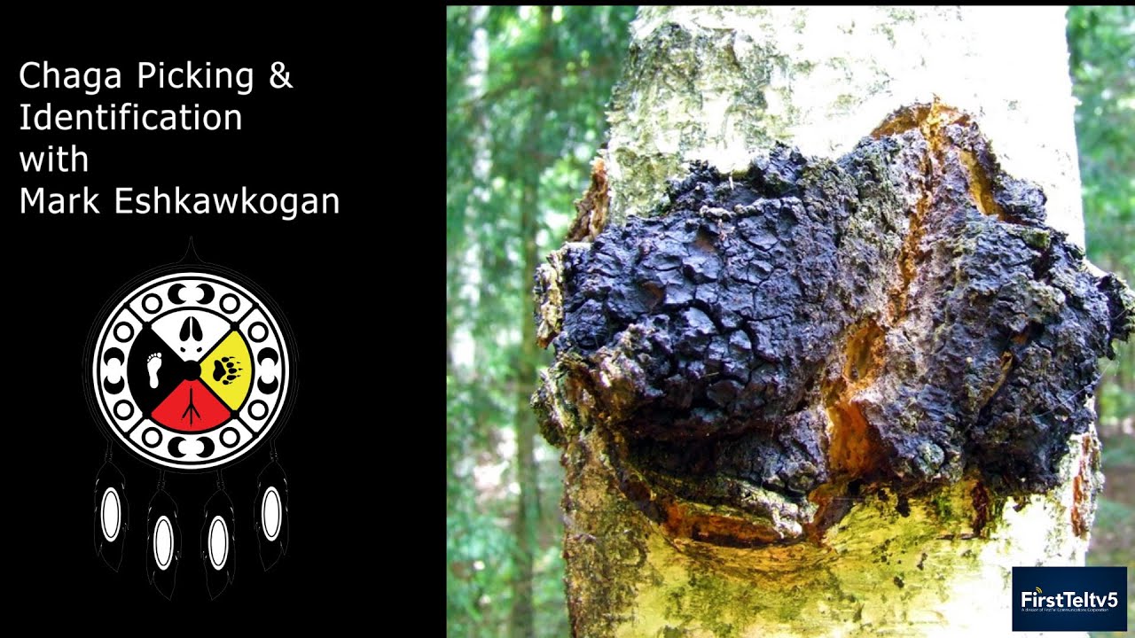 Chaga Picking & Identification with Mark Eshkawkogan - YouTube