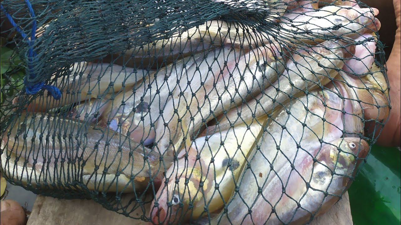 Spot paling Ampuh || Mancing Ikan Lempuk - YouTube