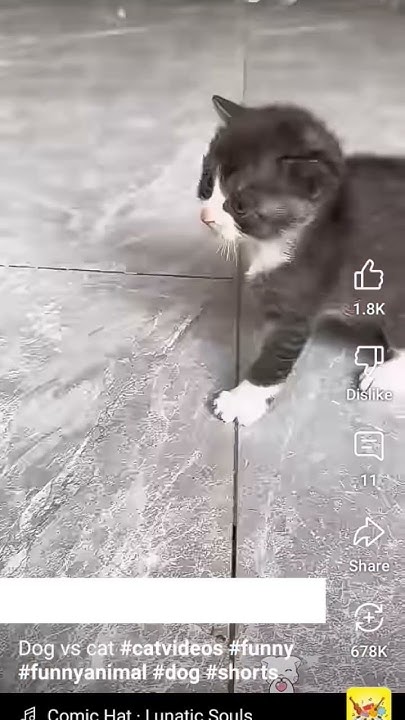 dog and cat - YouTube