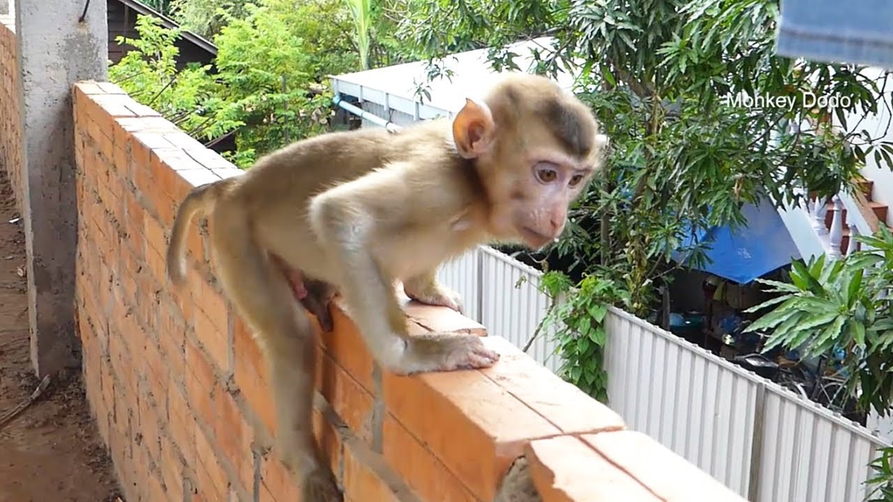 Wow Little Dodo Free Style At Up Stair Yard - YouTube