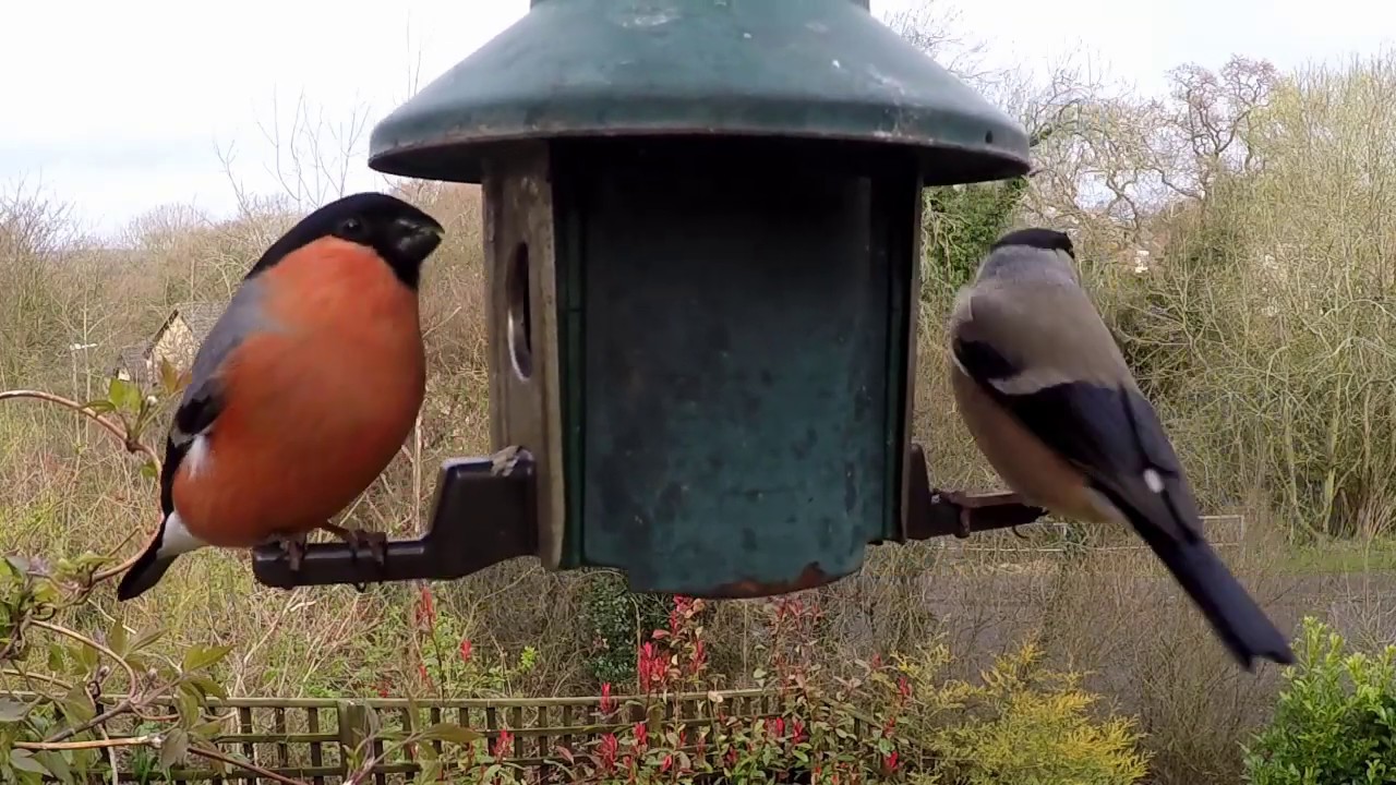 GoPro Birds - YouTube