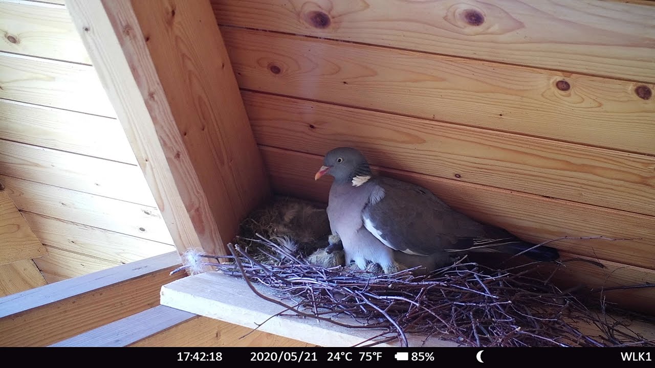 Ringeltauben Nachwuchs - 21.05.20 - erster Einblick ins Nest - YouTube