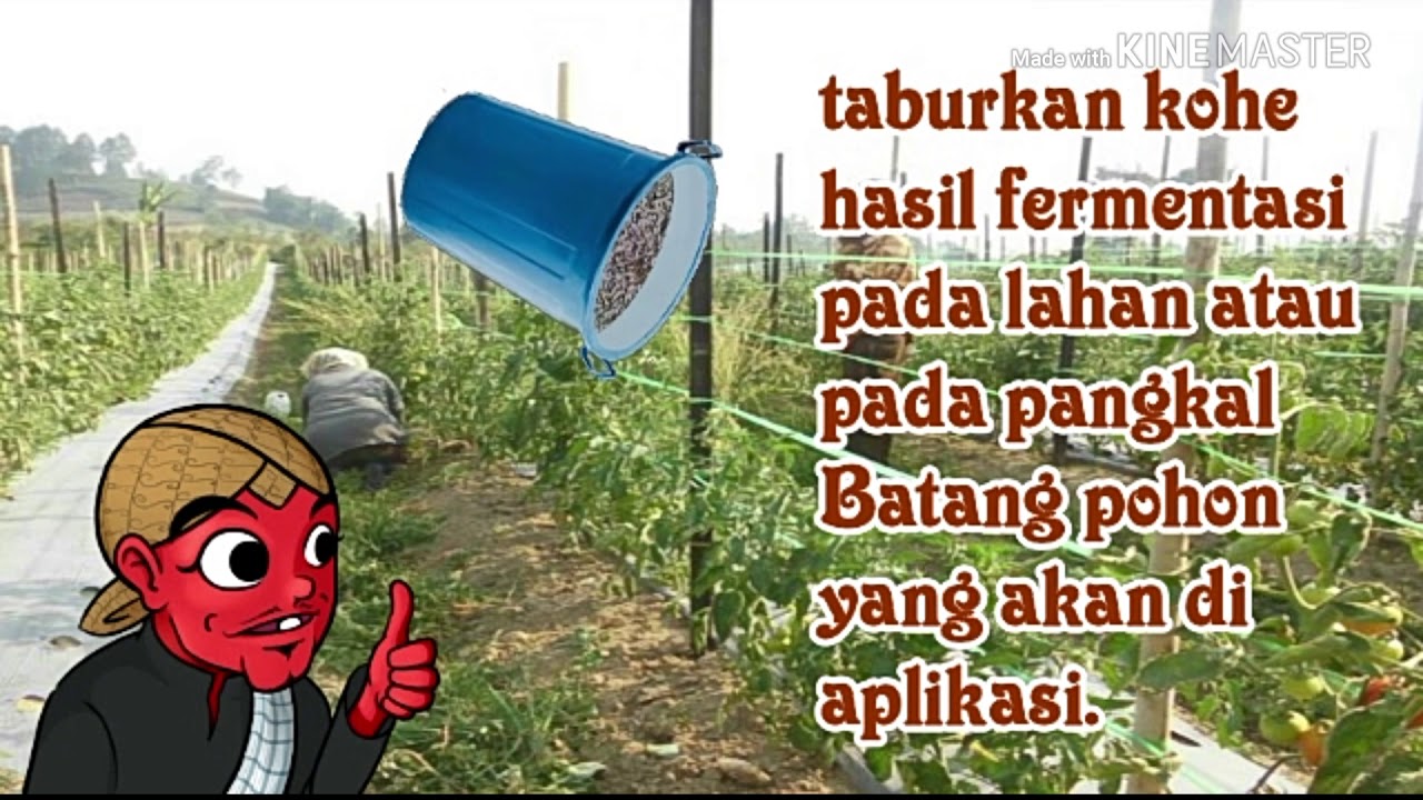 Aplikasi Promol 12 HNI-HPAI - YouTube