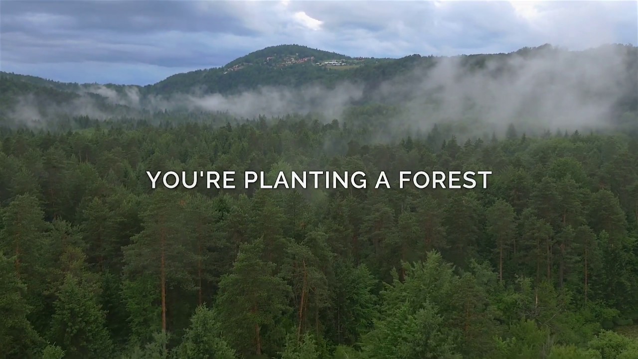 We Plant Trees Reforestation Partner Circular Computing & SYNNEX - YouTube