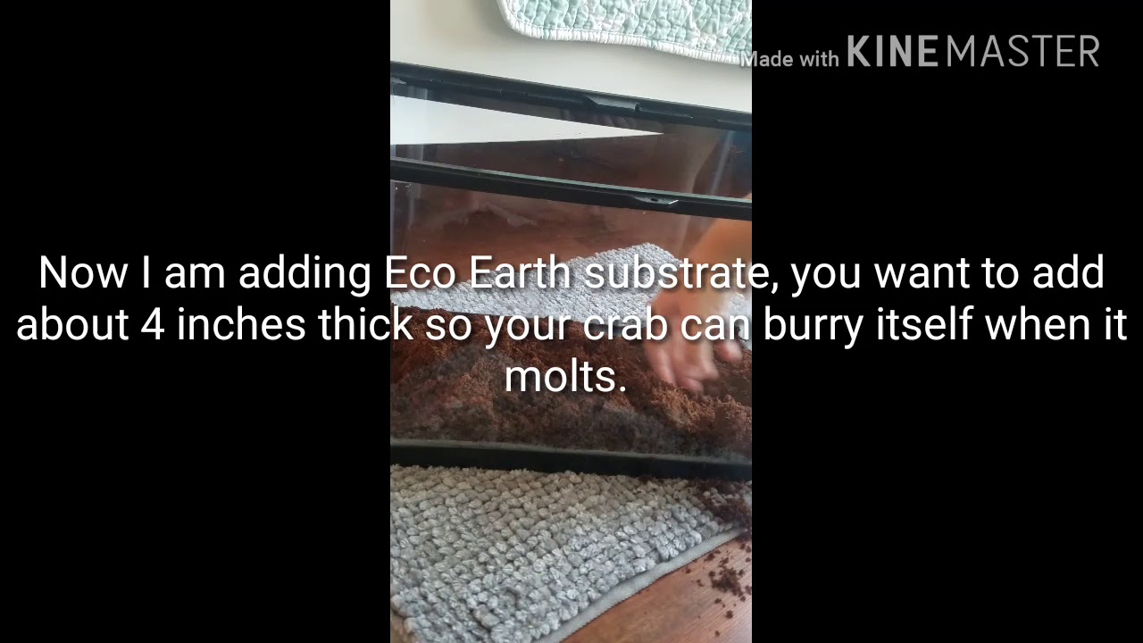 Halloween/Moon crab tank setup - YouTube