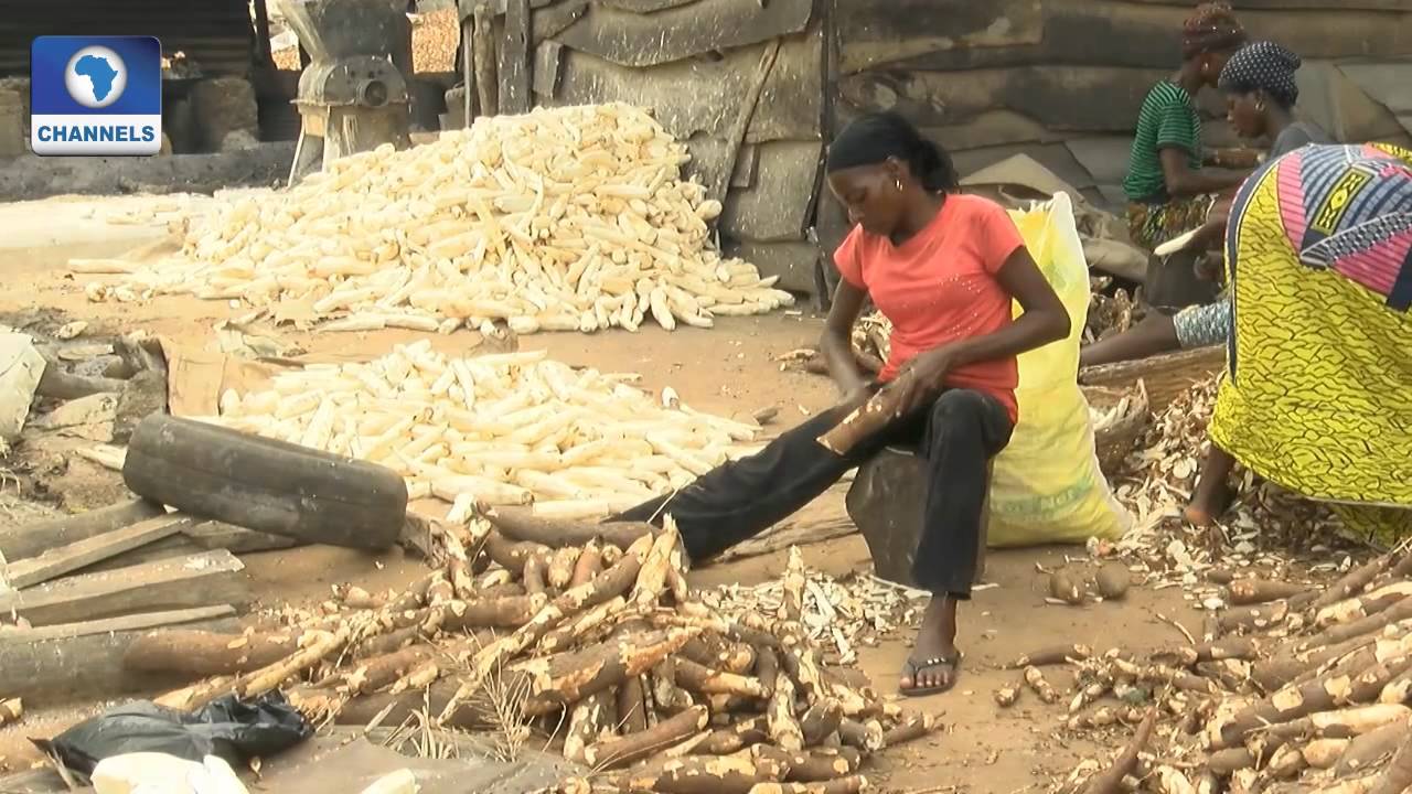 Earthfile Focuses On Making Better Use of Cassava Waste (PT1) 03/07/15 ...
