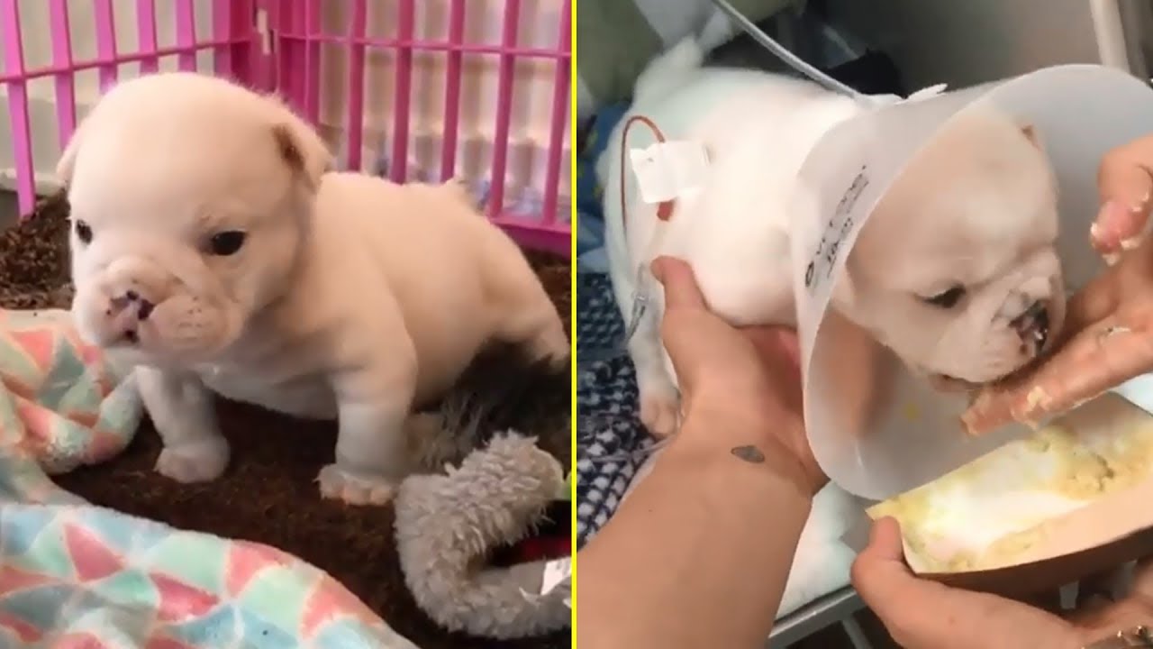 Rescue Super Cute Baby Dog Was Born With 5 Legs - Will Warm Up Your ...