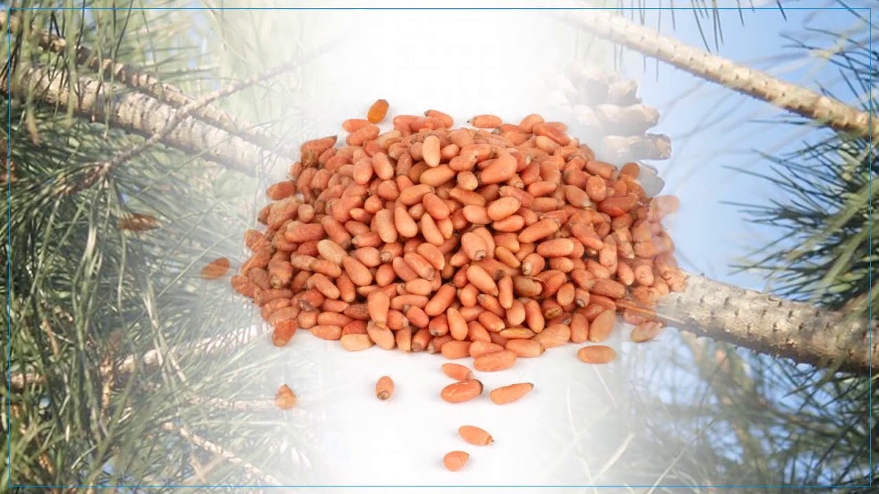 Procedencia y características del piñón - YouTube