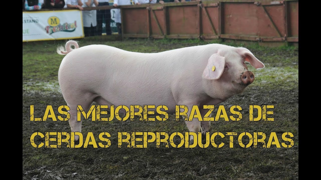 Las mejores razas de cerdas reproductoras - Luis Alberto - YouTube