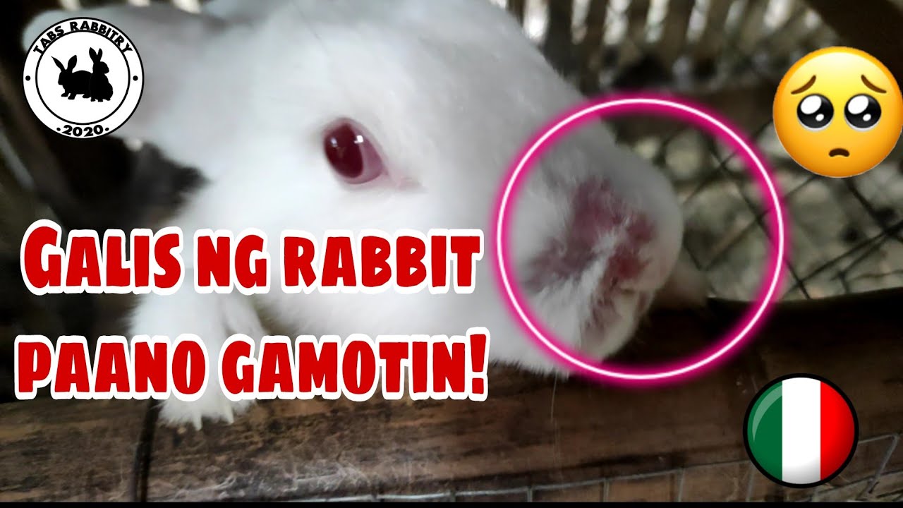 PAANO GAMUTIN ANG GALIS NG RABBIT | How to treat rabbit mange | RABBIT ...