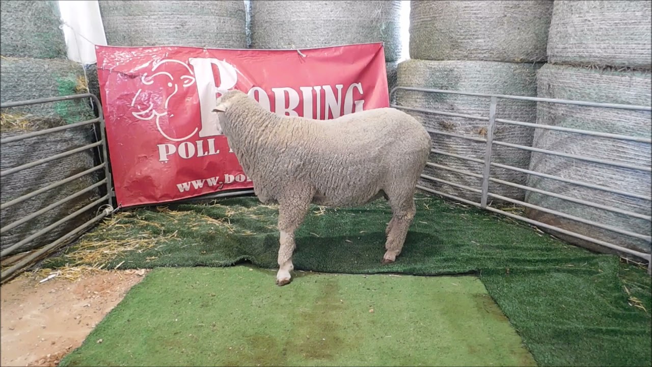 Borung Lot 11 - YouTube