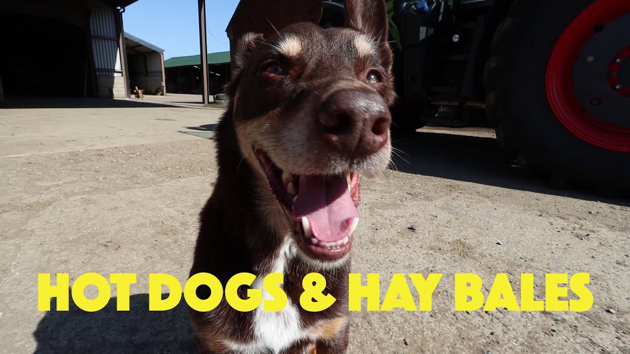 Hot Dogs & Hay Bales - YouTube