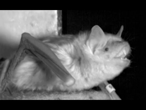 What Bats Might Reveal About Your Brain - YouTube
