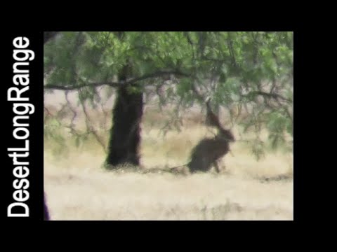 Rabbit Hunting - Successful Long Range Shots - YouTube
