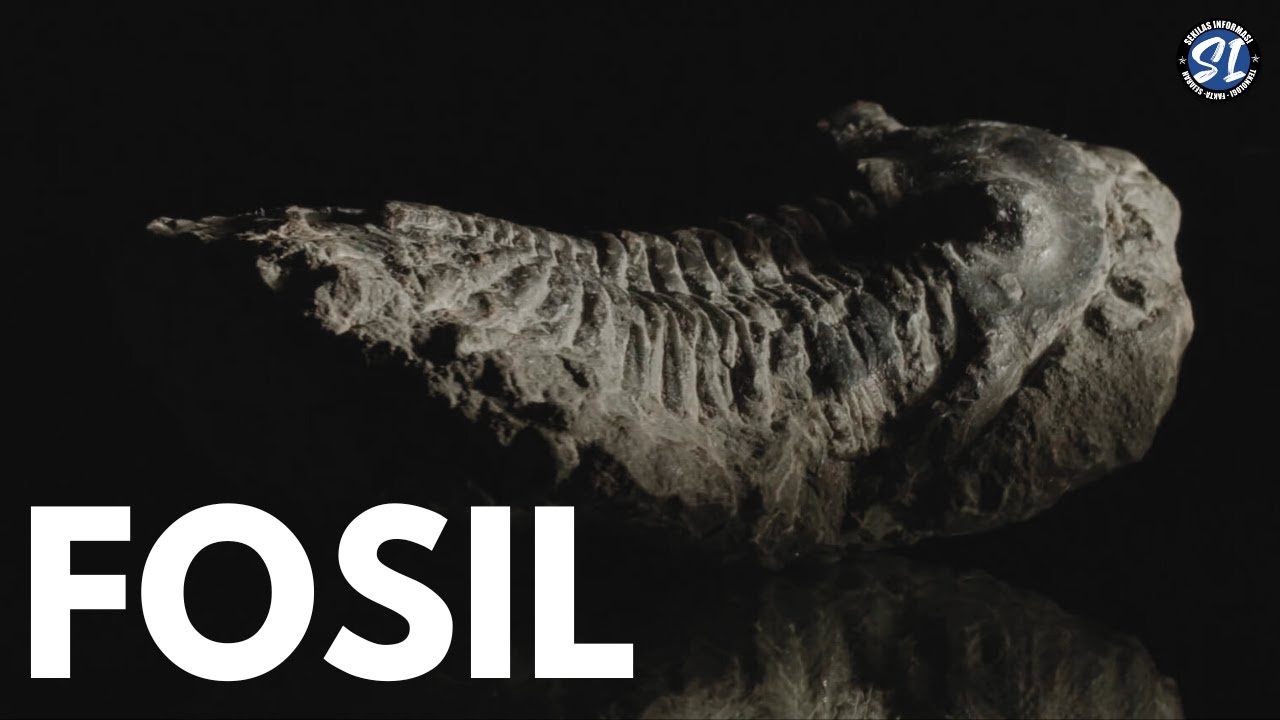 Fosil dalam Sejarah Bumi : Bagaimana mereka terbentuk? - YouTube
