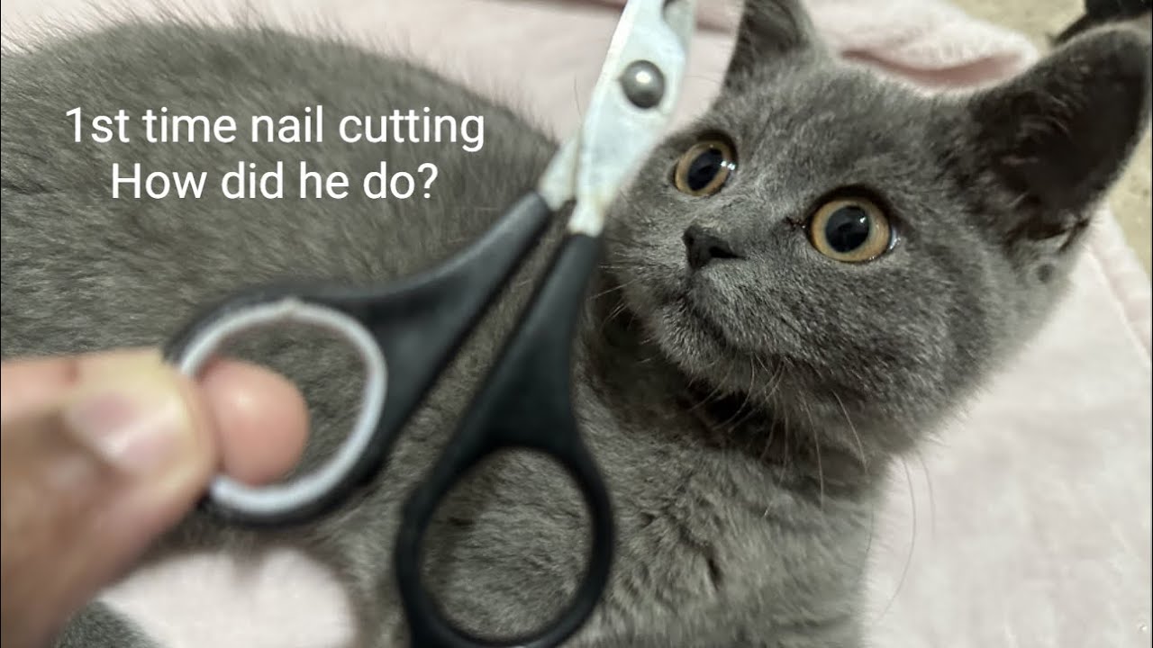 How to cut kitten nails - YouTube